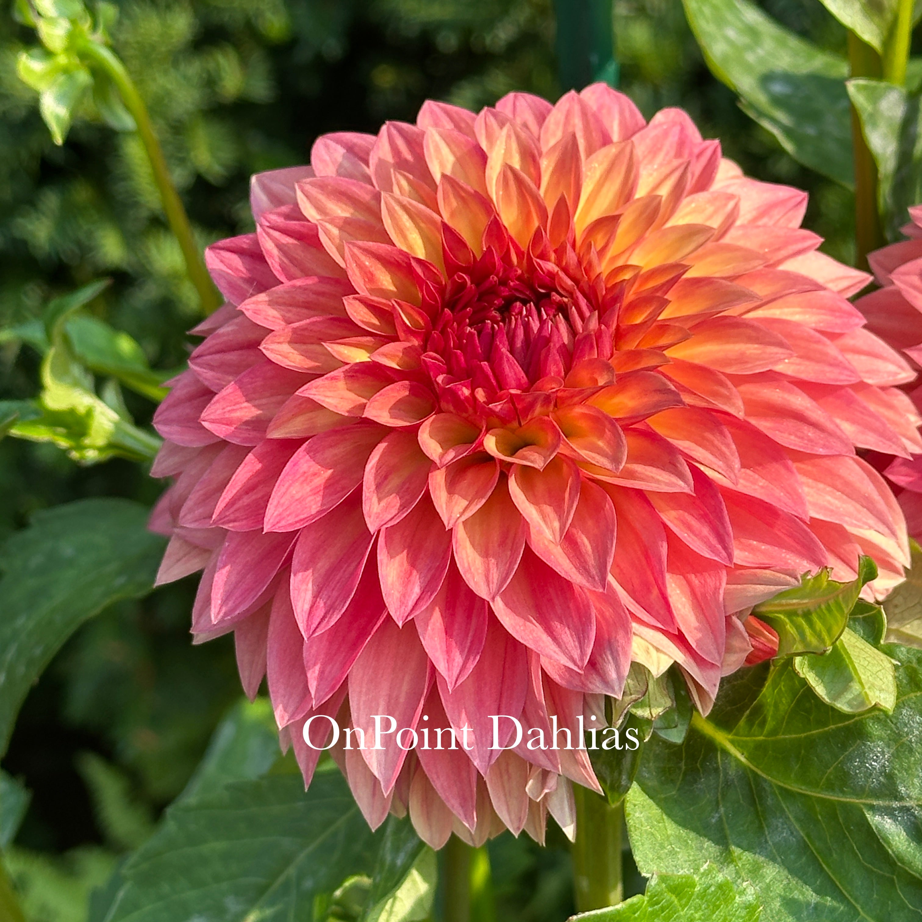 Verrone's Sandra J – OnPoint Dahlias