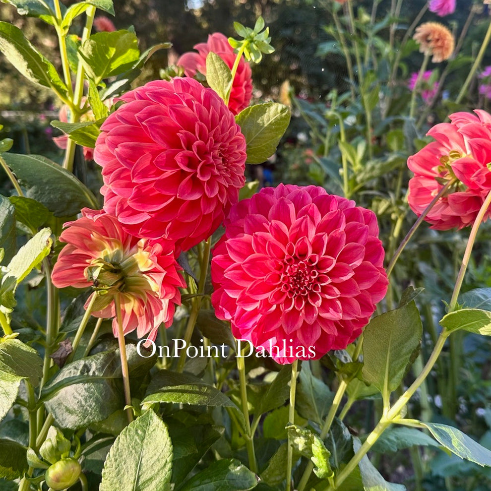 Sylvia Craig Hunter (Limit 1) – OnPoint Dahlias