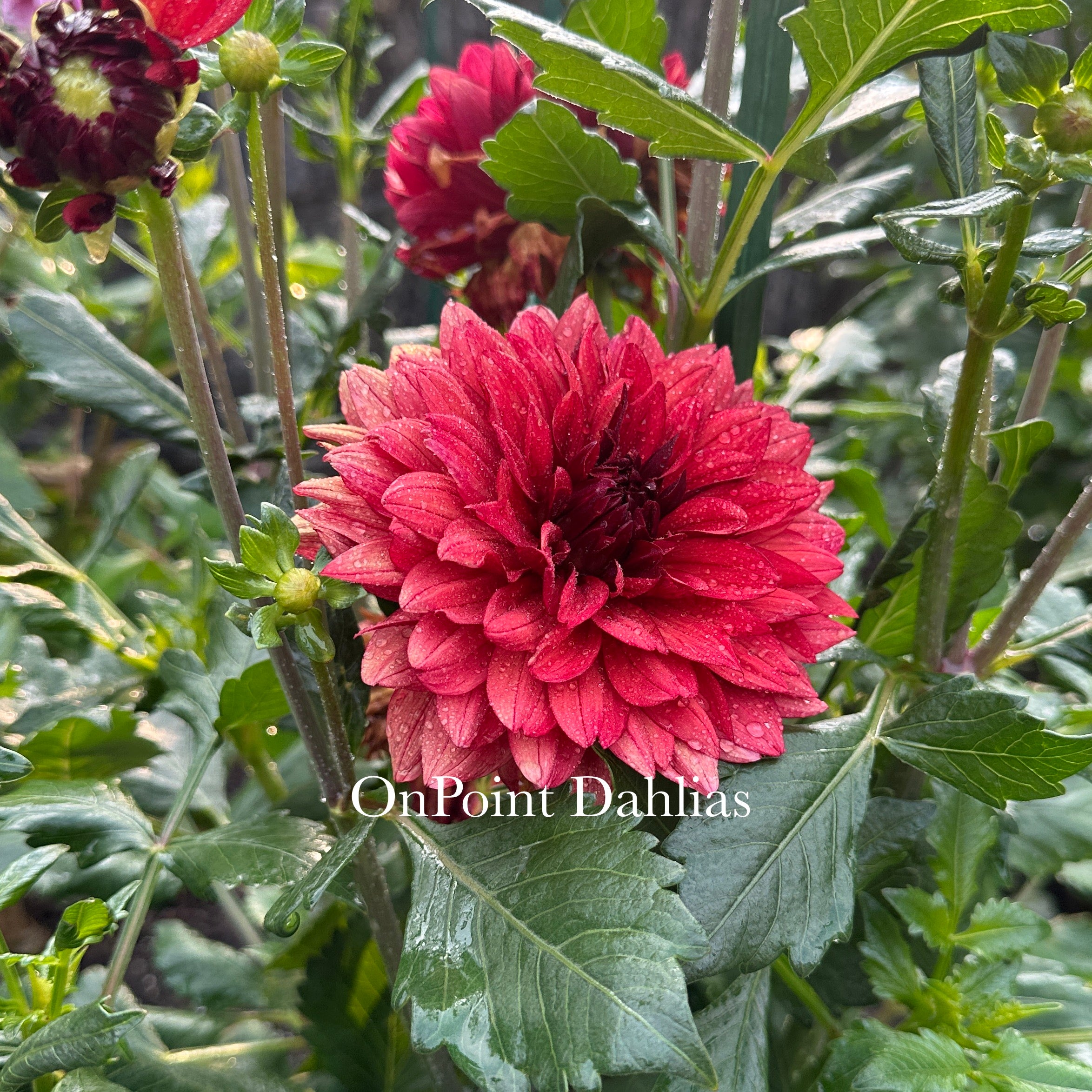 Missis Miley – OnPoint Dahlias
