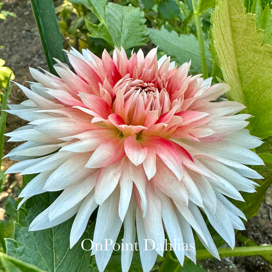 Hapet Austria Lace – OnPoint Dahlias