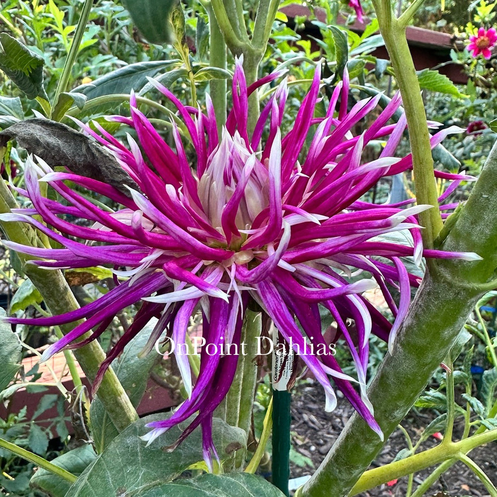 Hollyhill Spider Woman (Limit 1) – OnPoint Dahlias