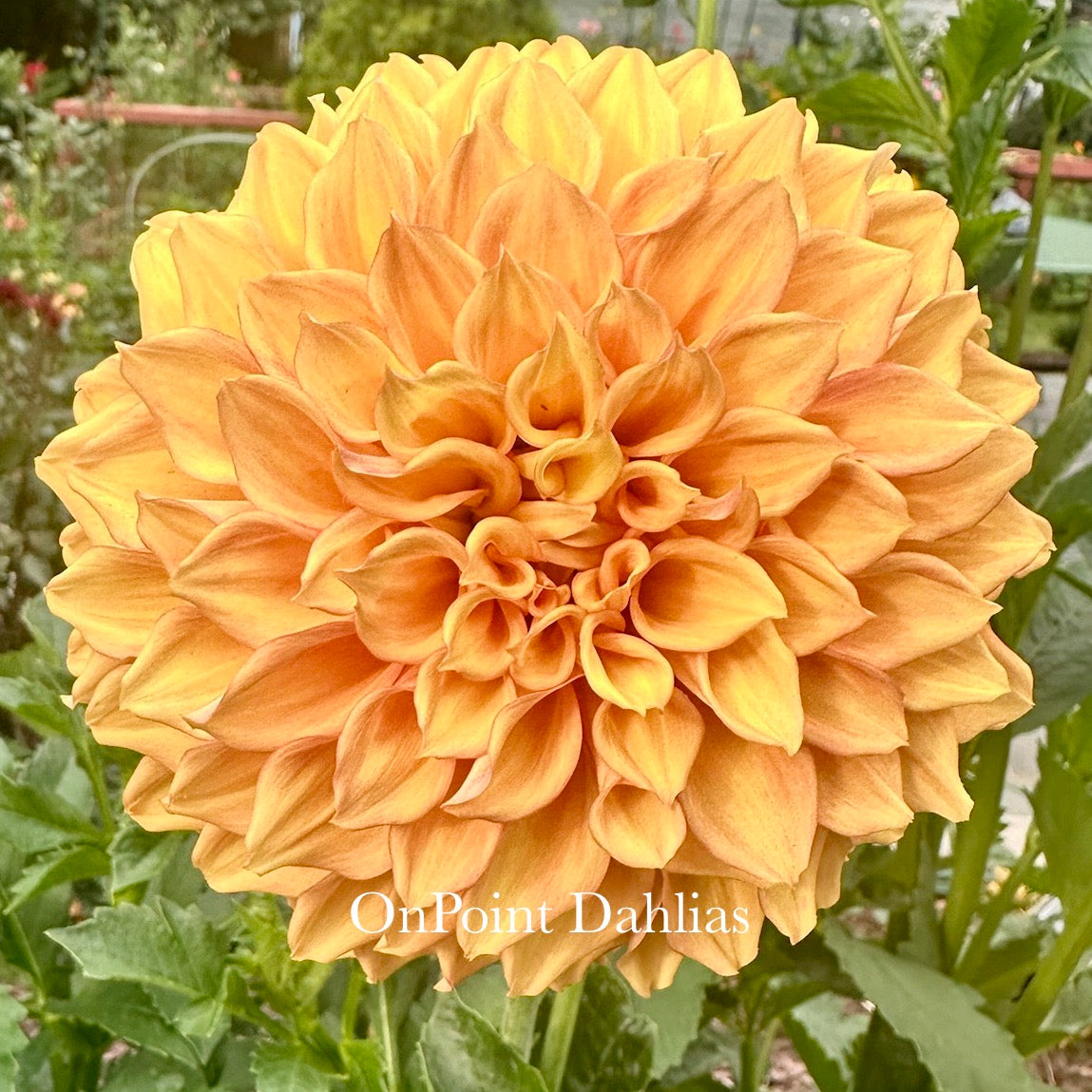 Bloomquist Mandrake (Limit 1) – OnPoint Dahlias