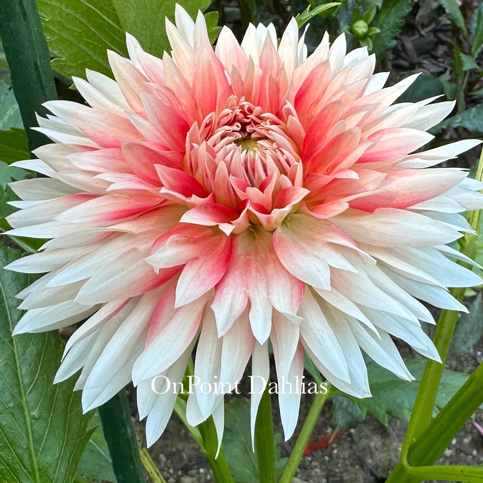 Hapet Austria Lace – OnPoint Dahlias
