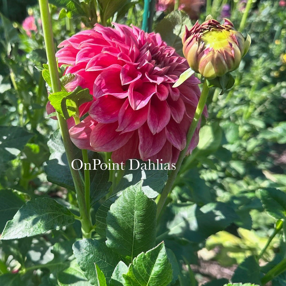 Sylvia Craig Hunter (Limit 1) – OnPoint Dahlias