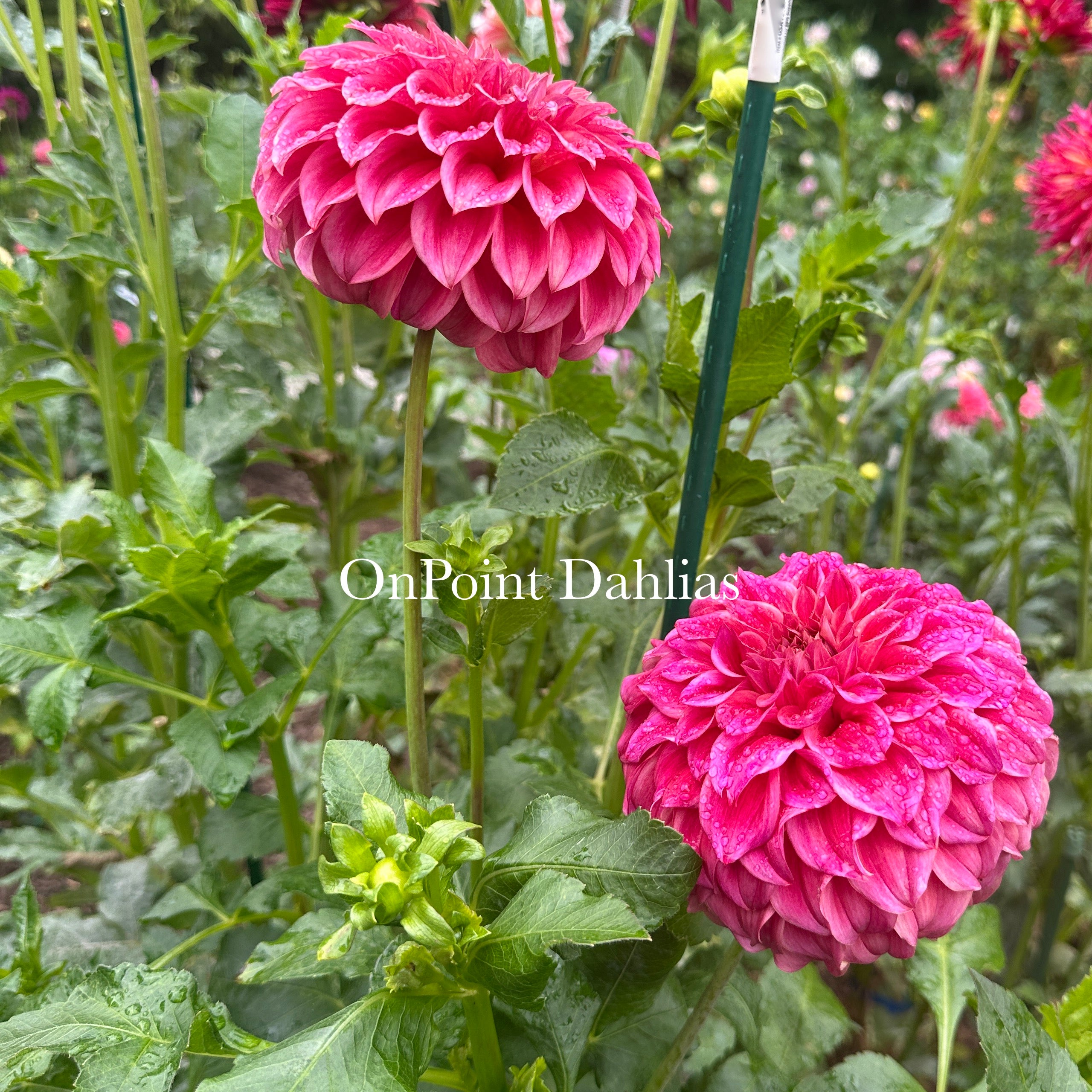 Sylvia Craig Hunter (Limit 1) – OnPoint Dahlias