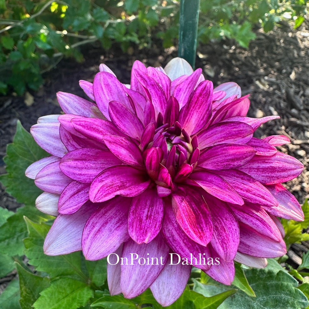 RNX Tana (Limit 1) – OnPoint Dahlias