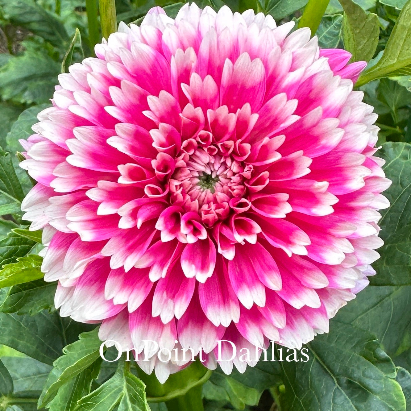 Fuzzy Wuzzy – OnPoint Dahlias