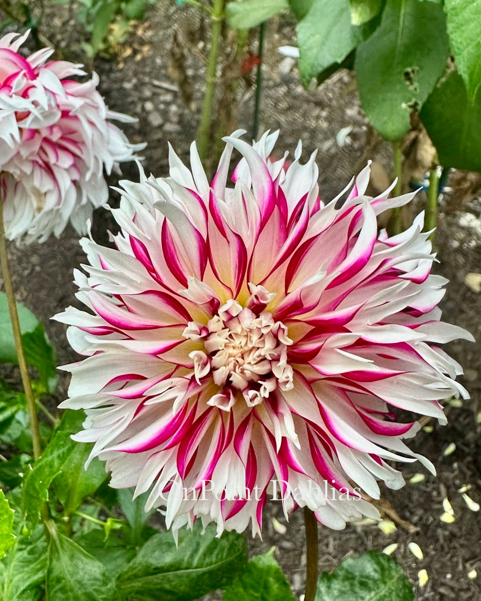 Tahoma Tempest (Limit 1) – OnPoint Dahlias