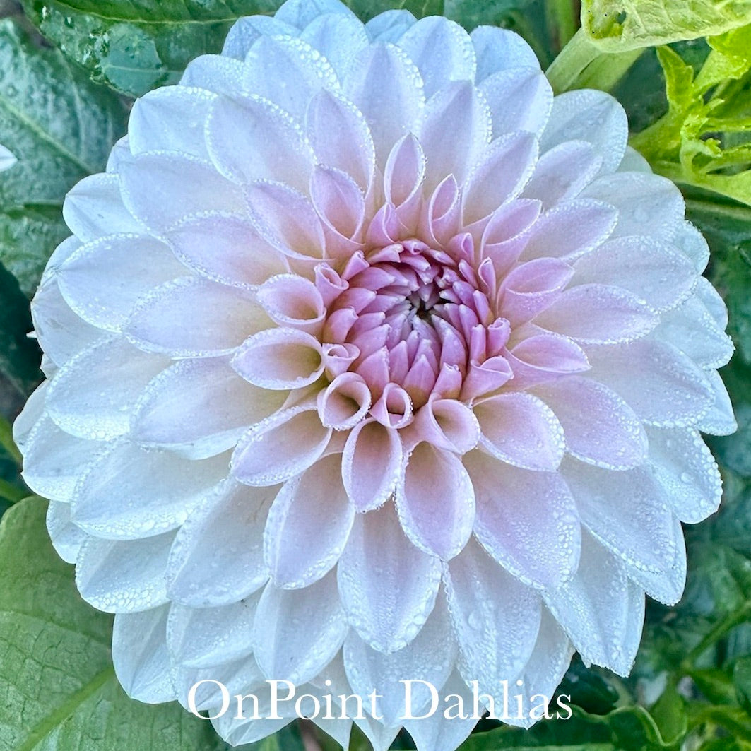 Bloomquist Tory P – OnPoint Dahlias