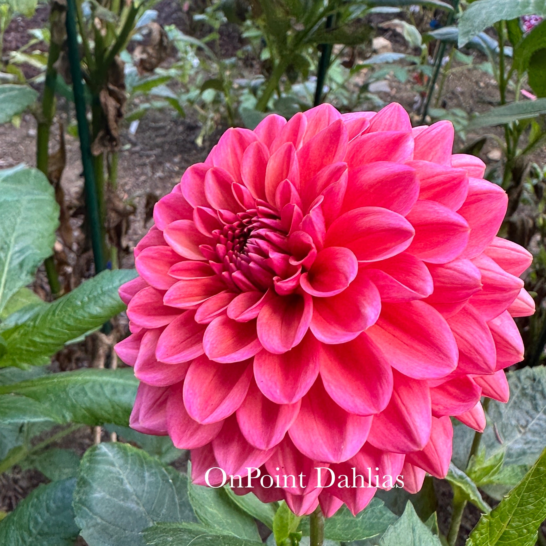 Salmon Runner – OnPoint Dahlias