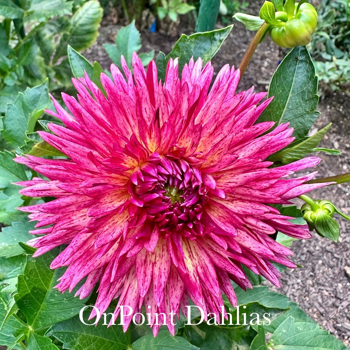 Colwood Scheri (Limit 1) – OnPoint Dahlias