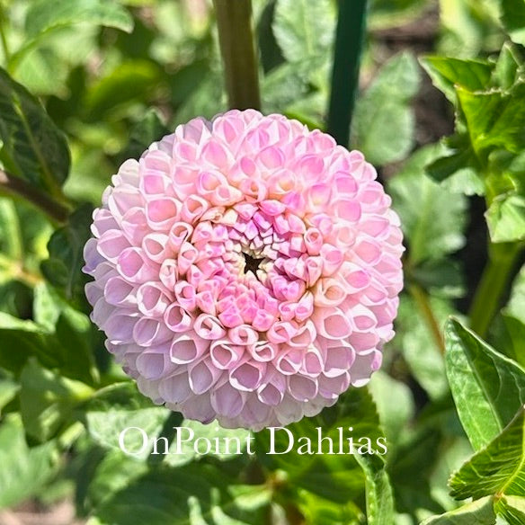 Irish Candy – OnPoint Dahlias