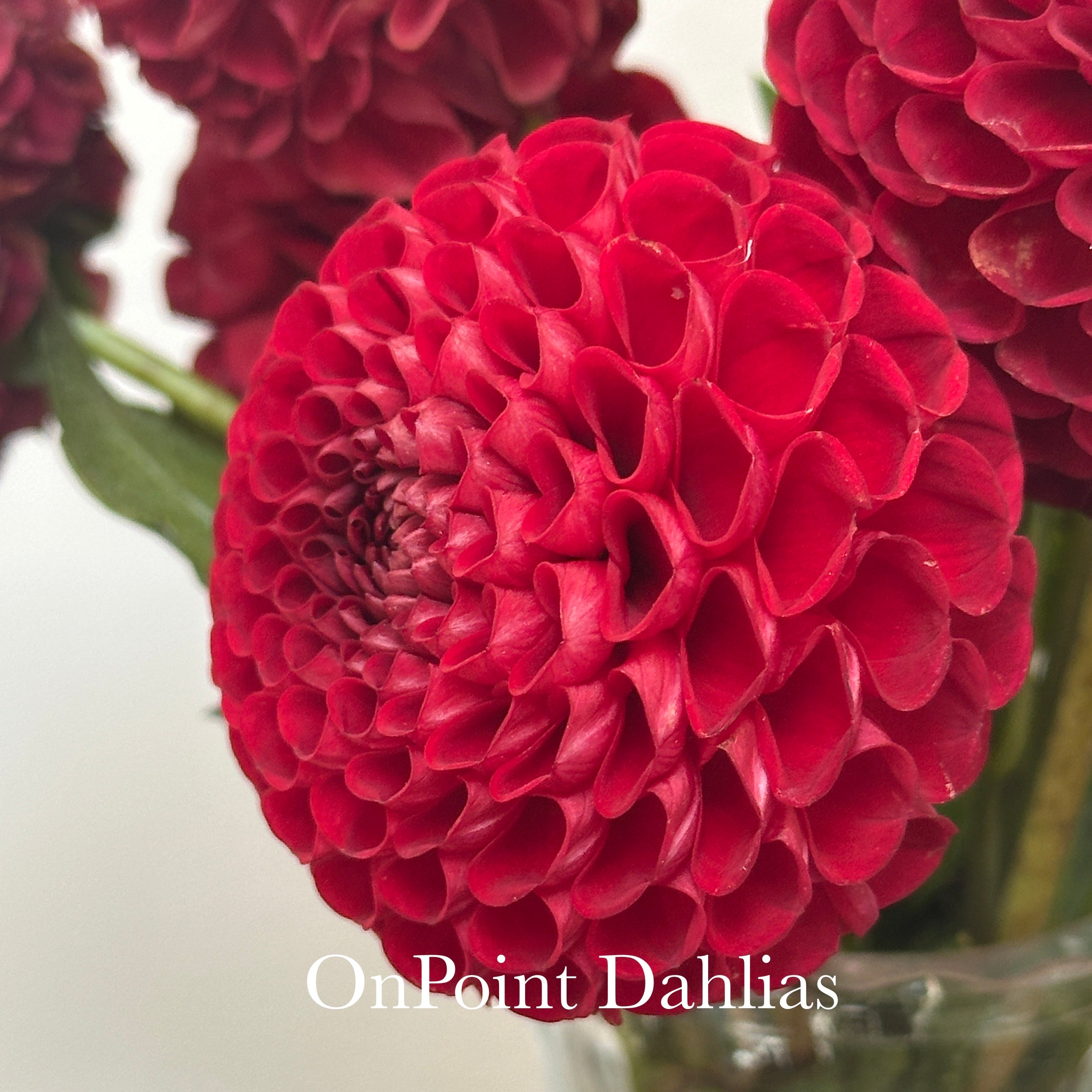 Bloomquist Paul Jr. – OnPoint Dahlias