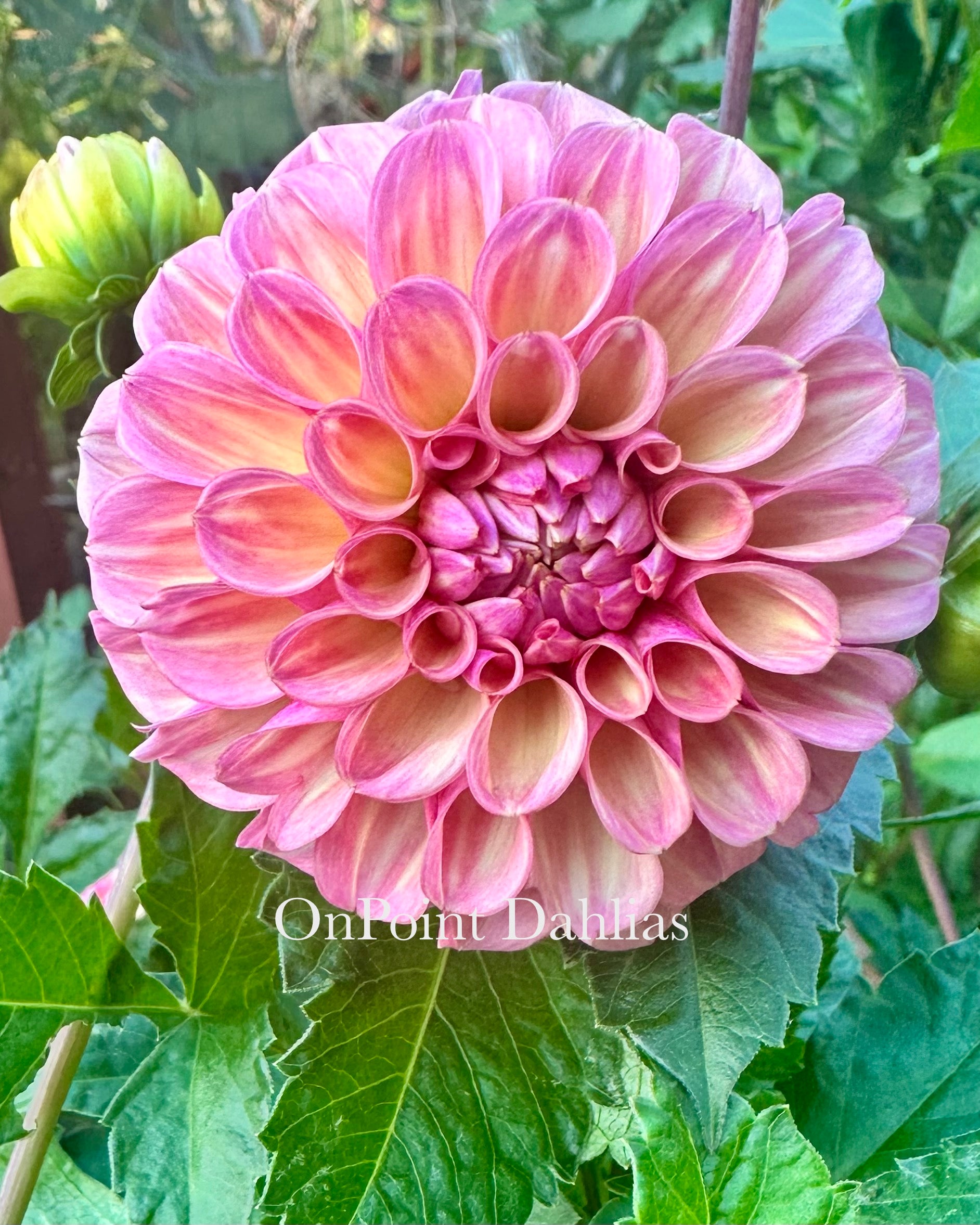 Bracken Rose (Limit 1) – OnPoint Dahlias