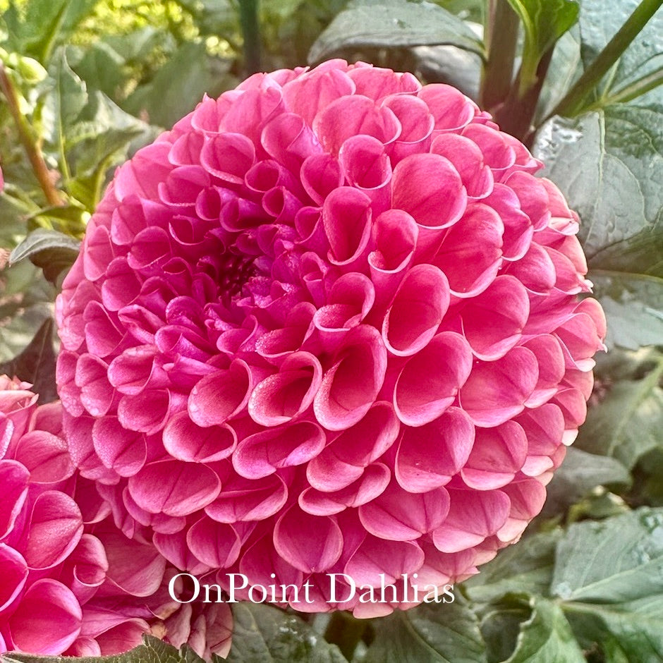 Ferncliff Rusty – OnPoint Dahlias