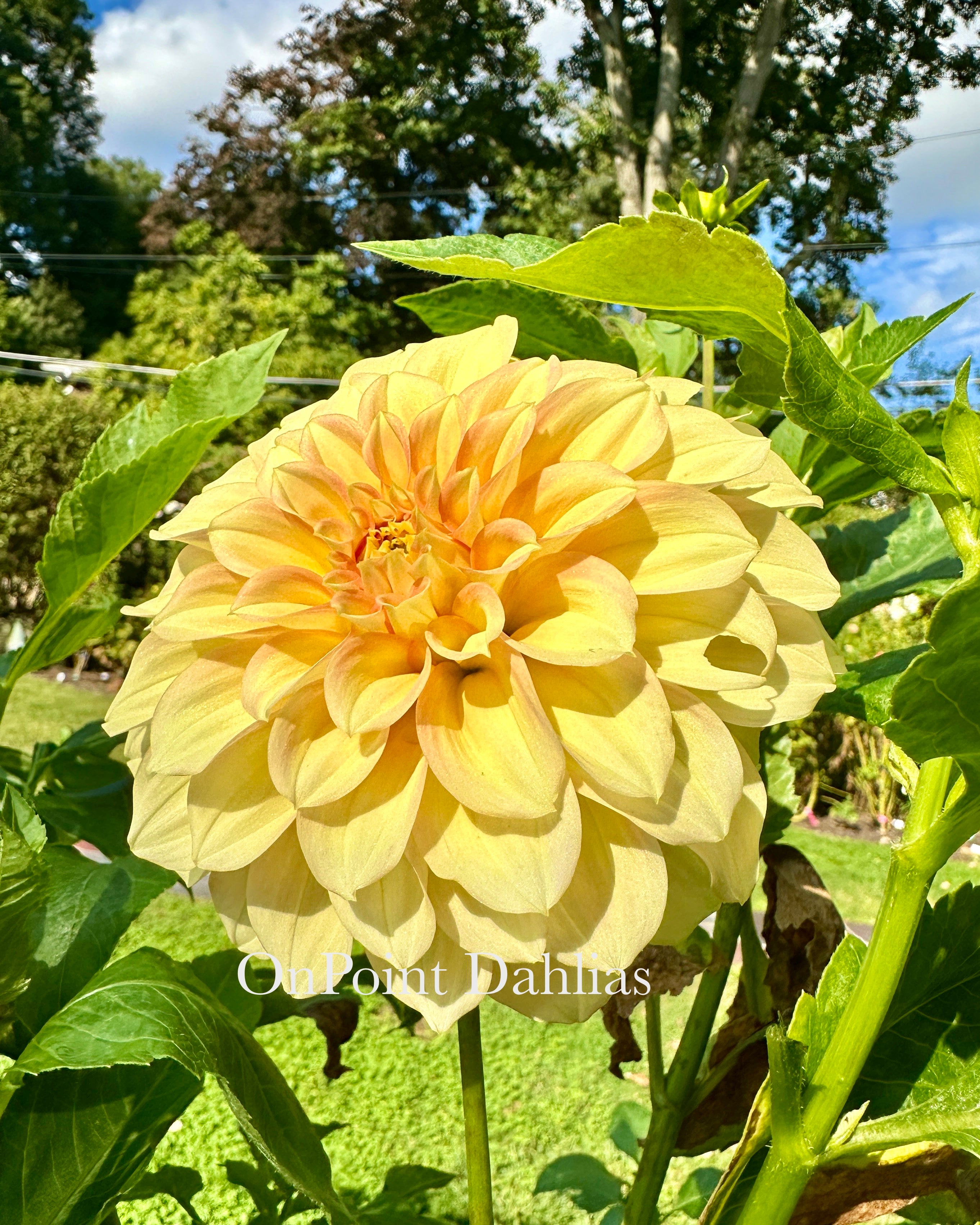 Bracken Sarah – OnPoint Dahlias
