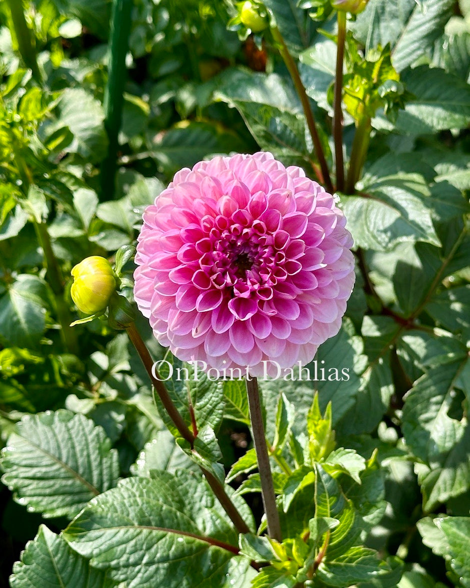 Products – Page 4 – OnPoint Dahlias