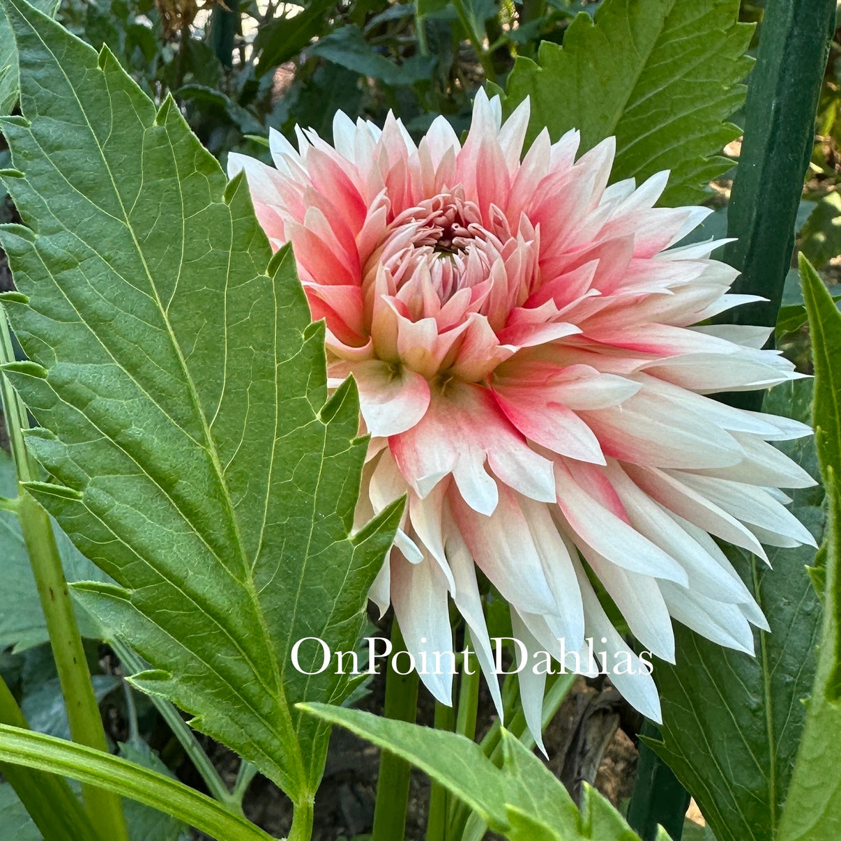 Hapet Austria Lace – OnPoint Dahlias