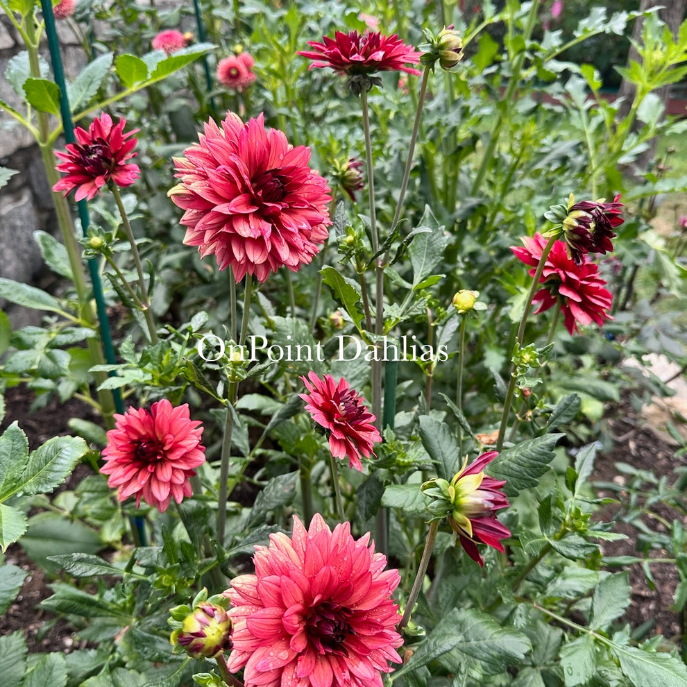Missis Miley – OnPoint Dahlias