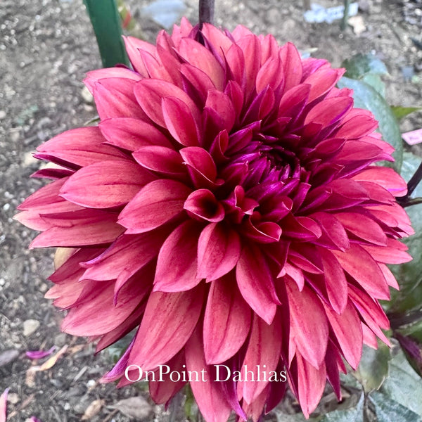Danique – OnPoint Dahlias