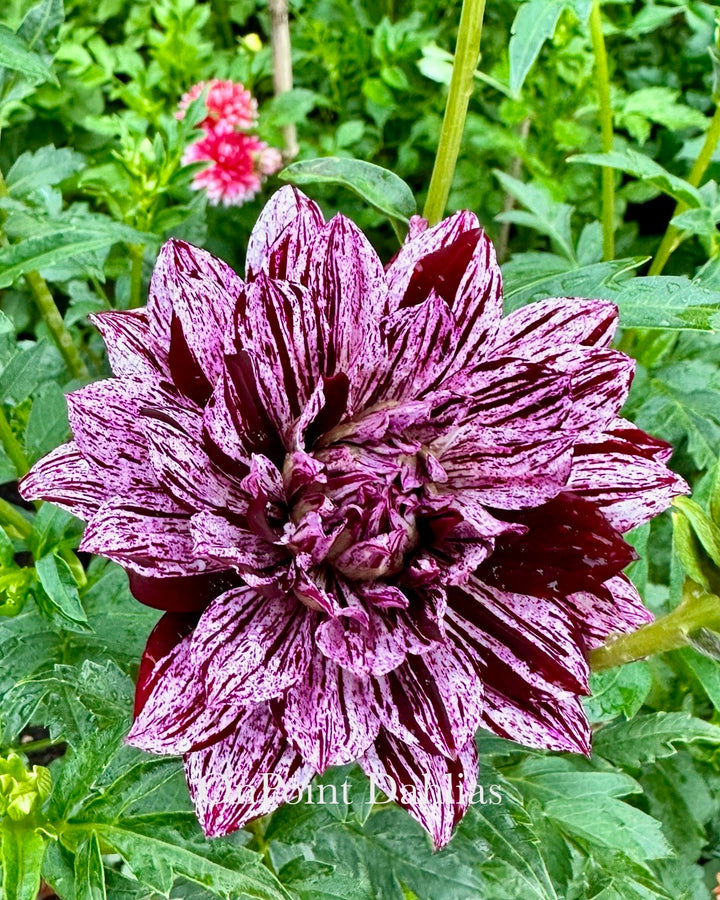 Products – Page 4 – OnPoint Dahlias